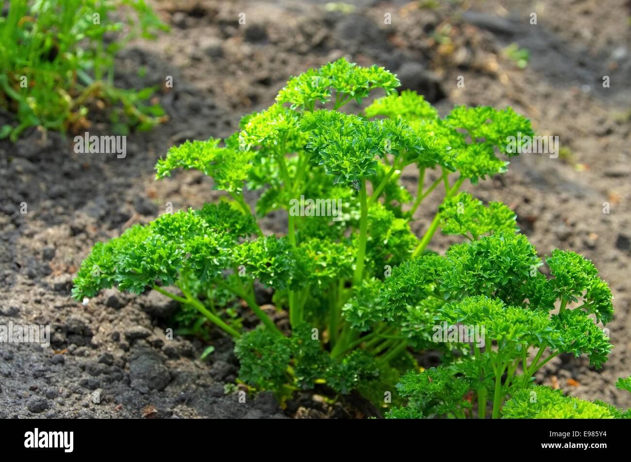 Petersilie im Garten - parsley in garden 01 Stock Photo - Alamy