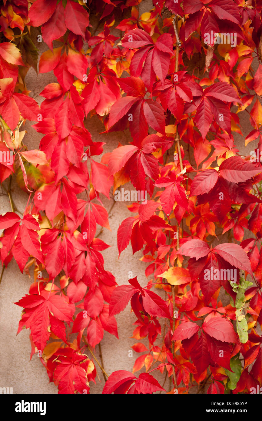 Vitaceae ivy wall abstract, Parthenocissus quinquefolia red vine Stock ...