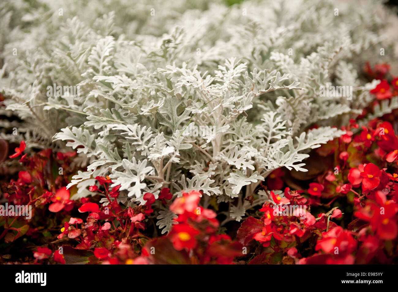 Dusty Miller Silverado