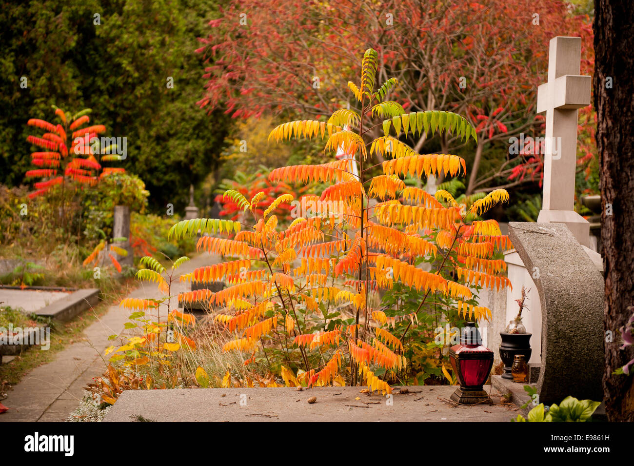 Autumn Rhus tree with red and yellow leaves Stock Photo - Alamy