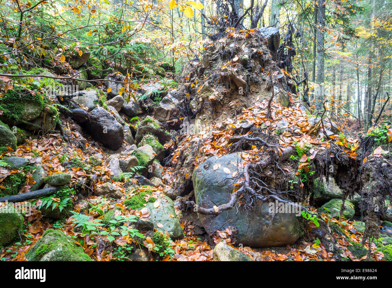 Fallen tree roots hi-res stock photography and images - Alamy