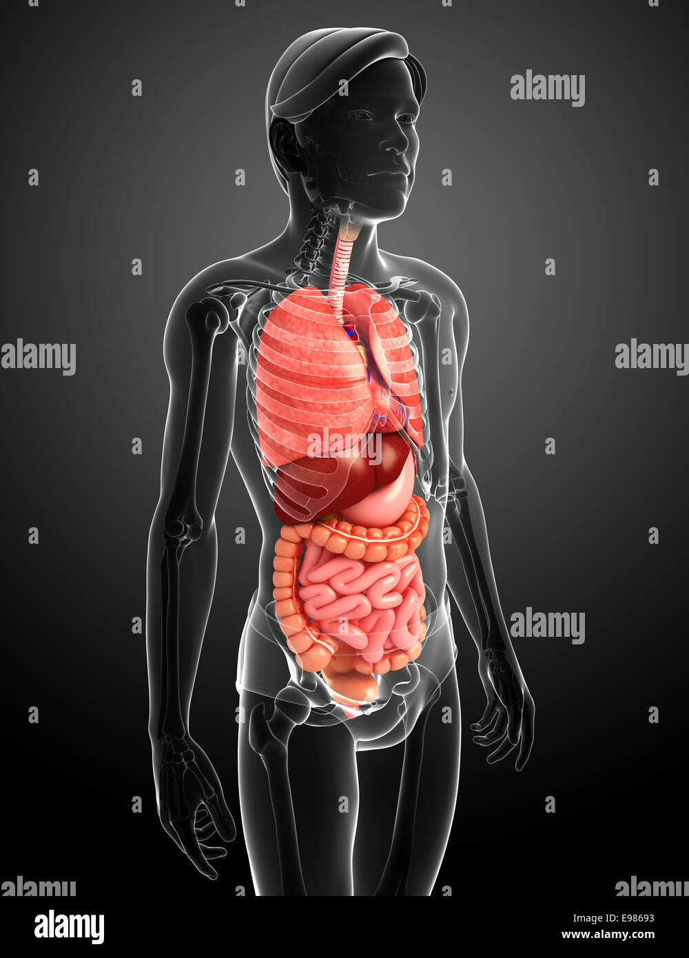 Illustration of male digestive system artwork Stock Photo - Alamy