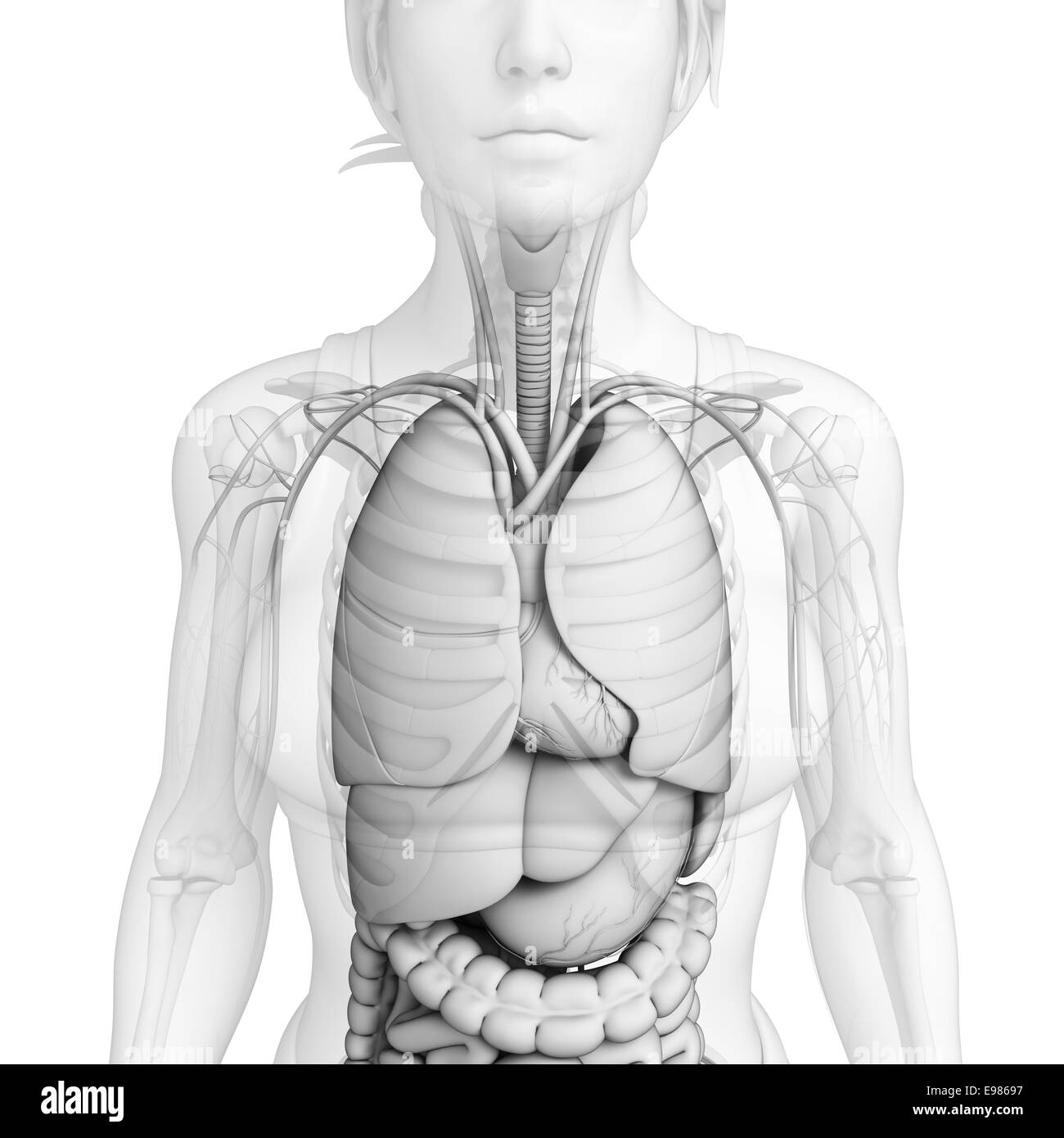 Illustration of female digestive system Stock Photo - Alamy