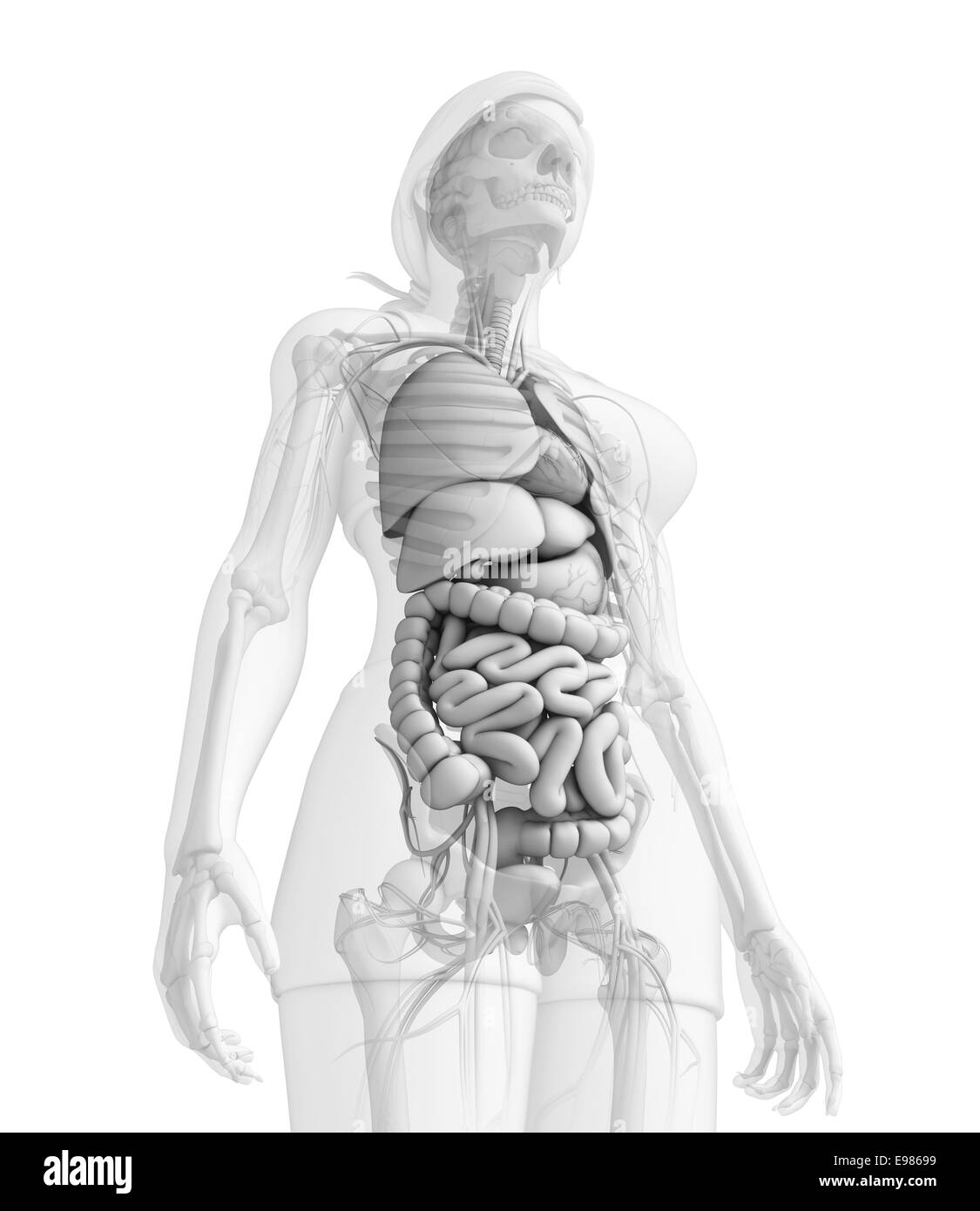 Illustration of female digestive system Stock Photo - Alamy