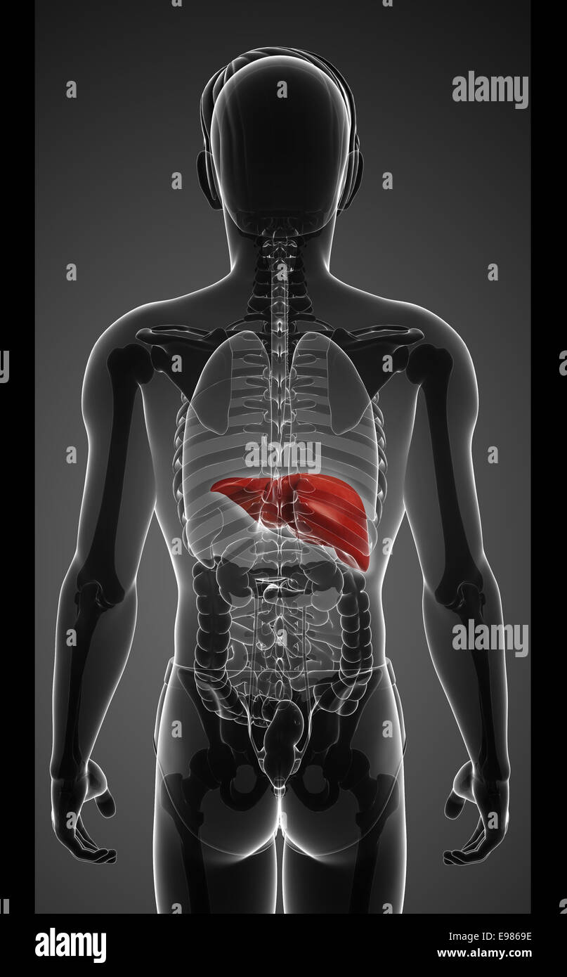 Illustration of male liver anatomy Stock Photo - Alamy