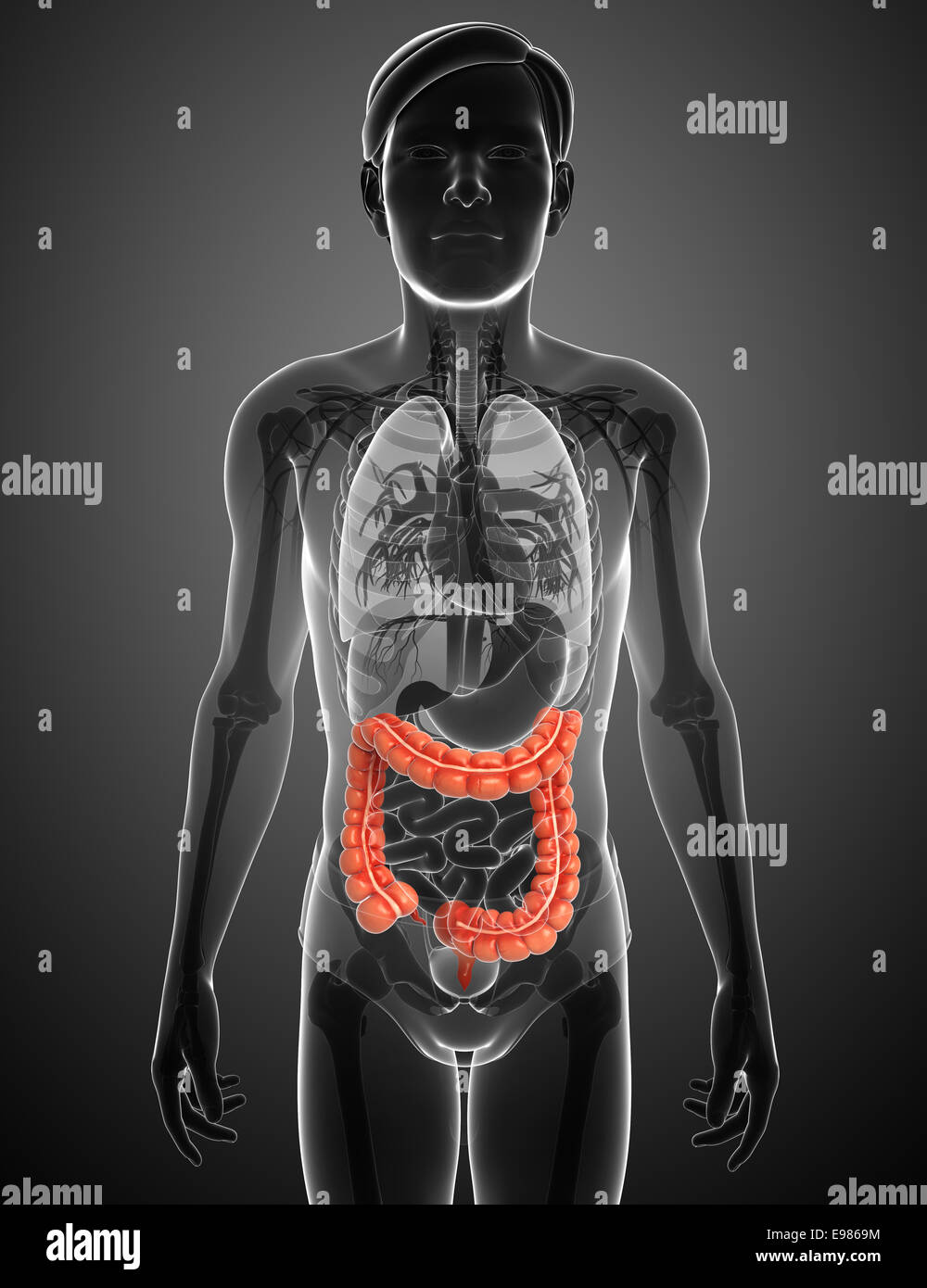 Illustration of Male large intestine anatomy Stock Photo - Alamy