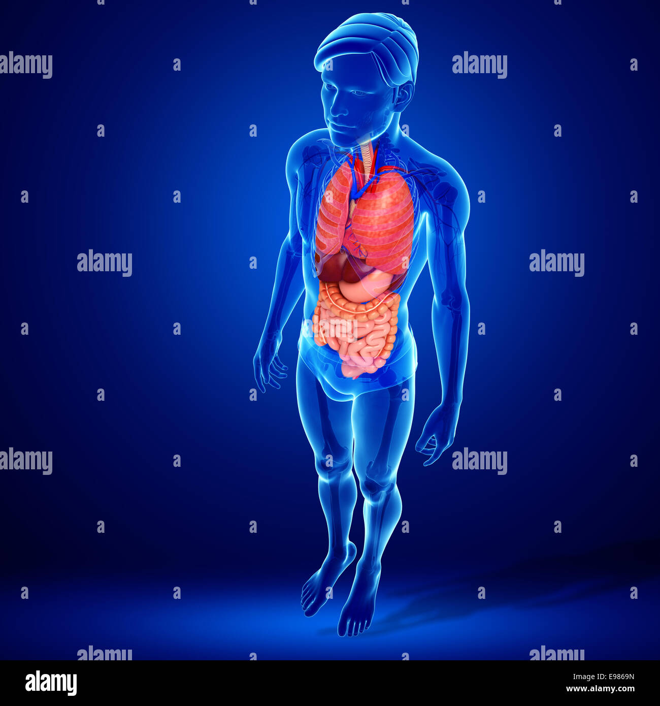 Illustration of male digestive system artwork Stock Photo - Alamy