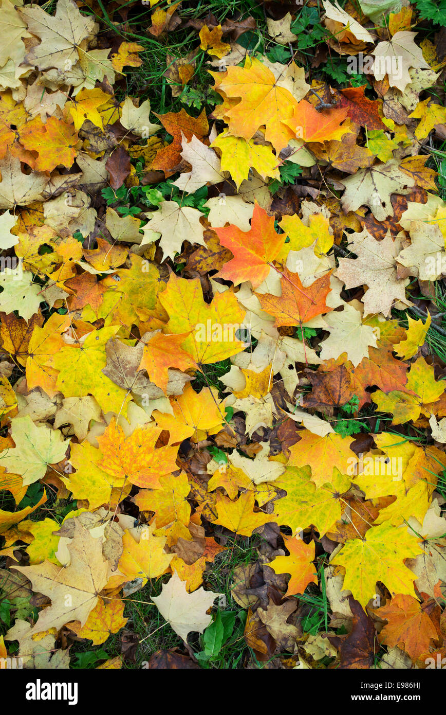 Acer Saccharum. Sugar Maple tree leaves in autumn Stock Photo - Alamy