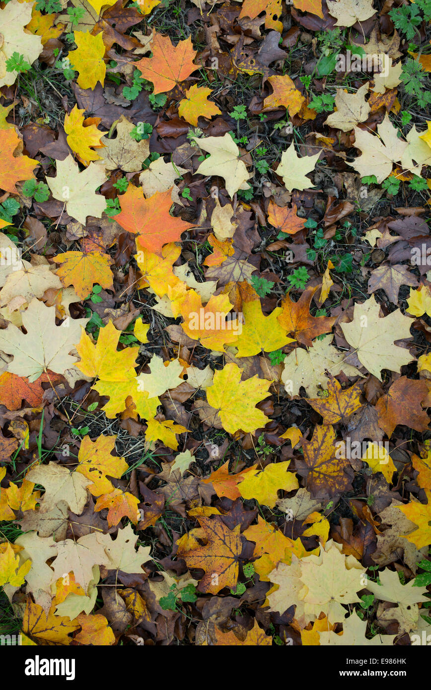 Acer Saccharum. Sugar Maple tree leaves in autumn Stock Photo - Alamy