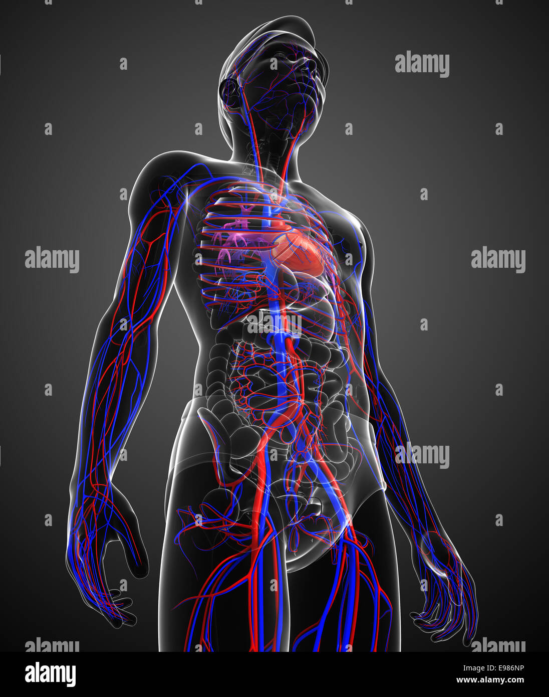 Illustration of Male circulatory system Stock Photo - Alamy