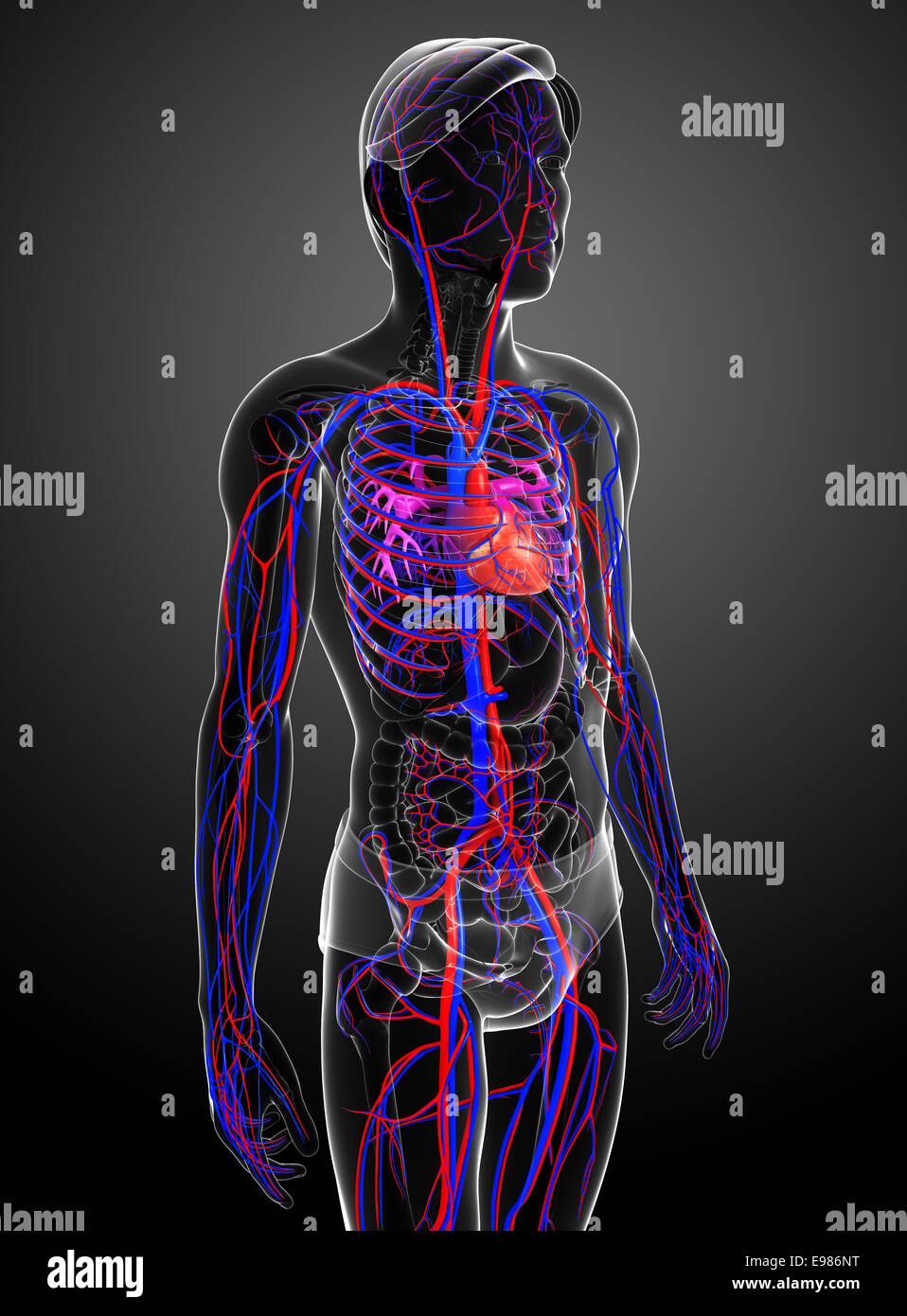 Illustration of Male circulatory system Stock Photo - Alamy