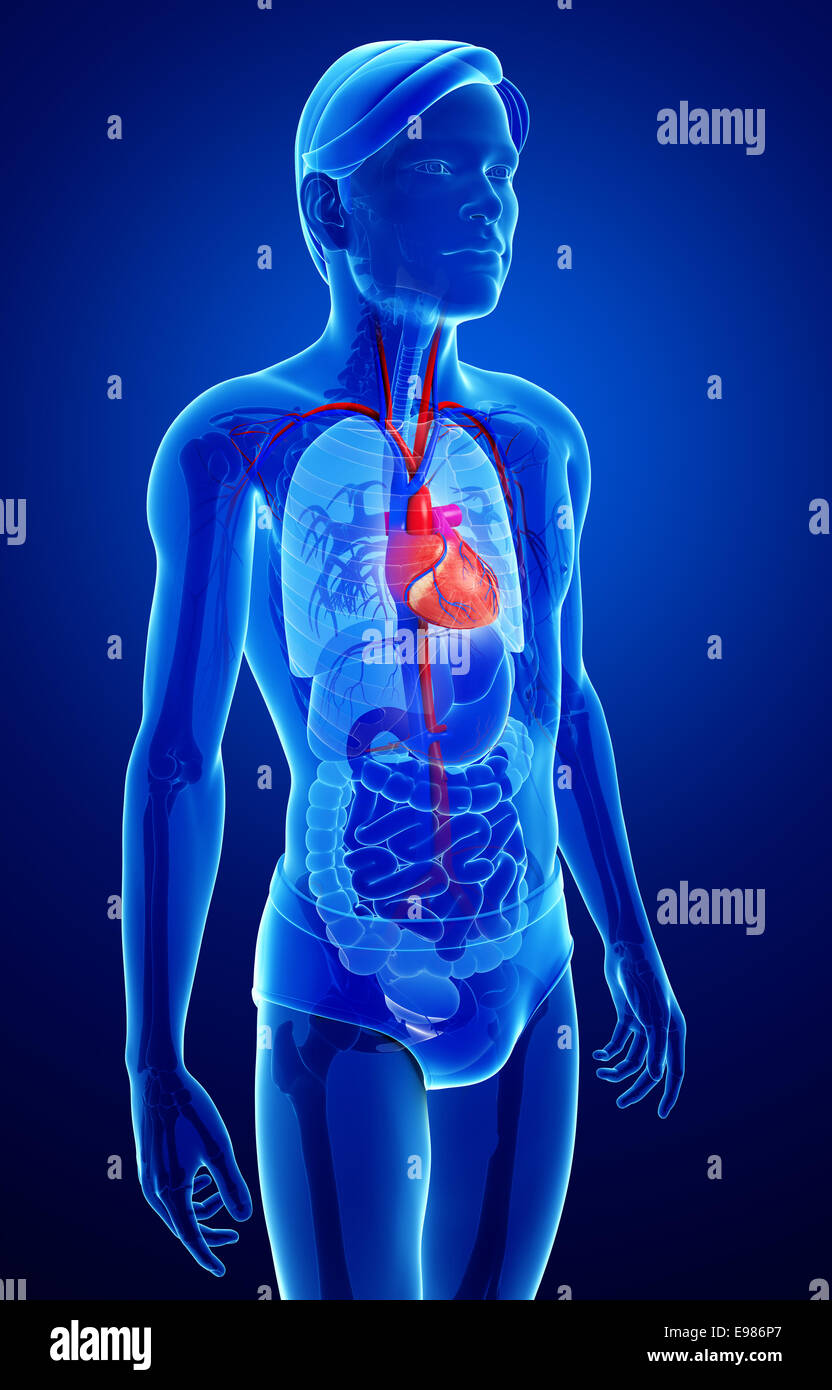 Illustration of Male heart anatomy Stock Photo - Alamy