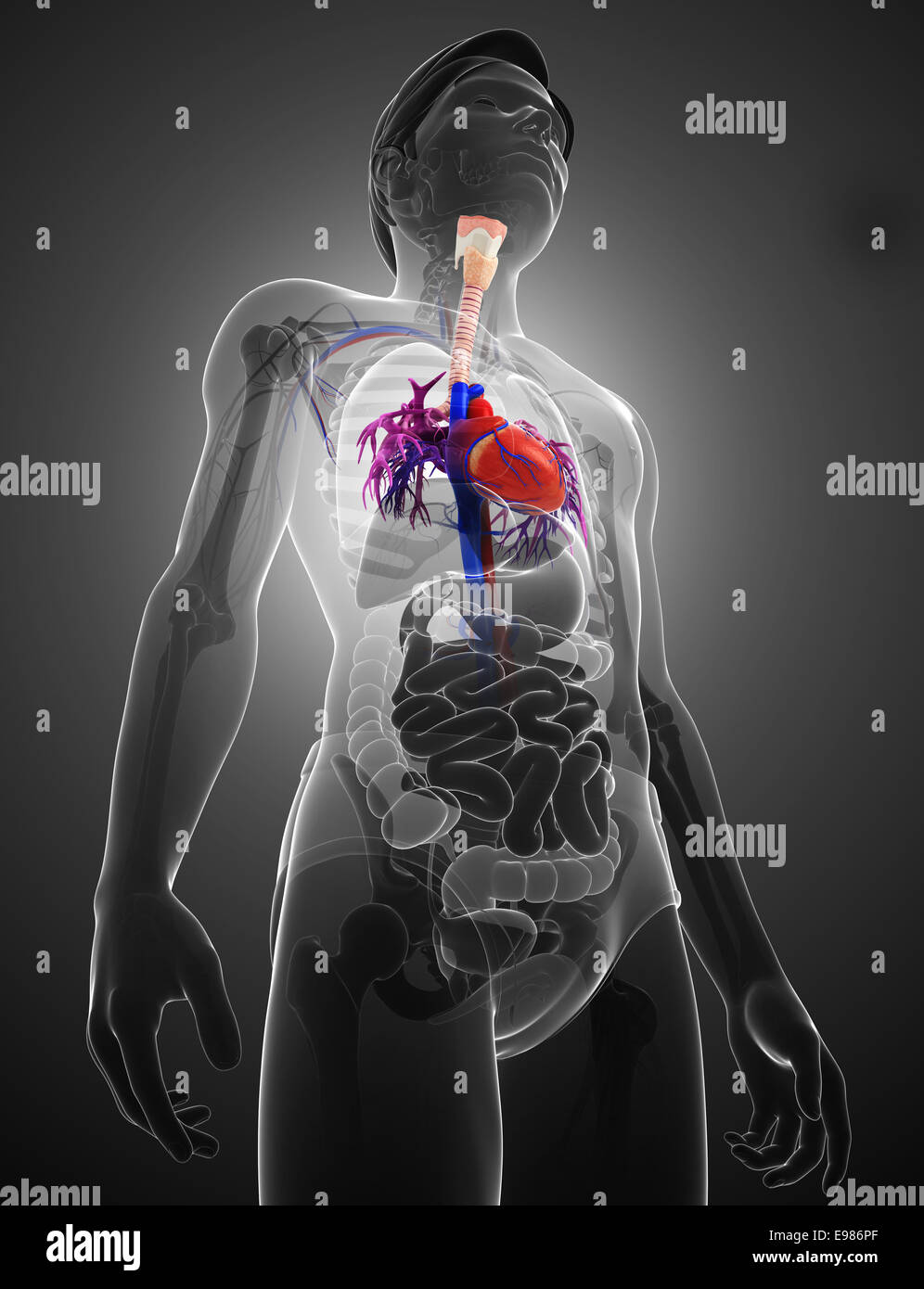 Illustration of Male heart anatomy Stock Photo - Alamy