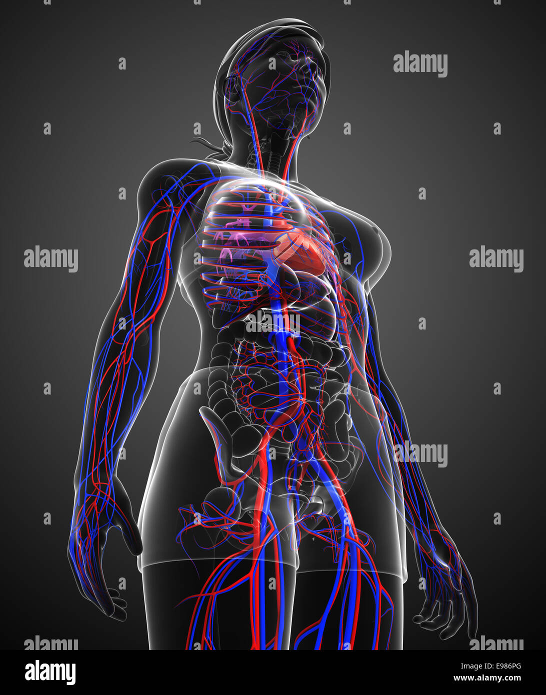 Illustration of female circulatory system Stock Photo - Alamy