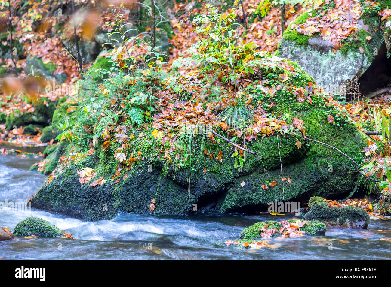 Boulders covered with moss and ferns Stock Photo - Alamy