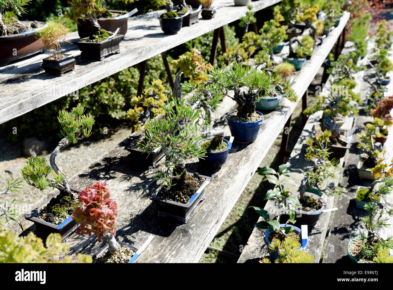 Japanese dwarf trees hi-res stock photography and images - Alamy
