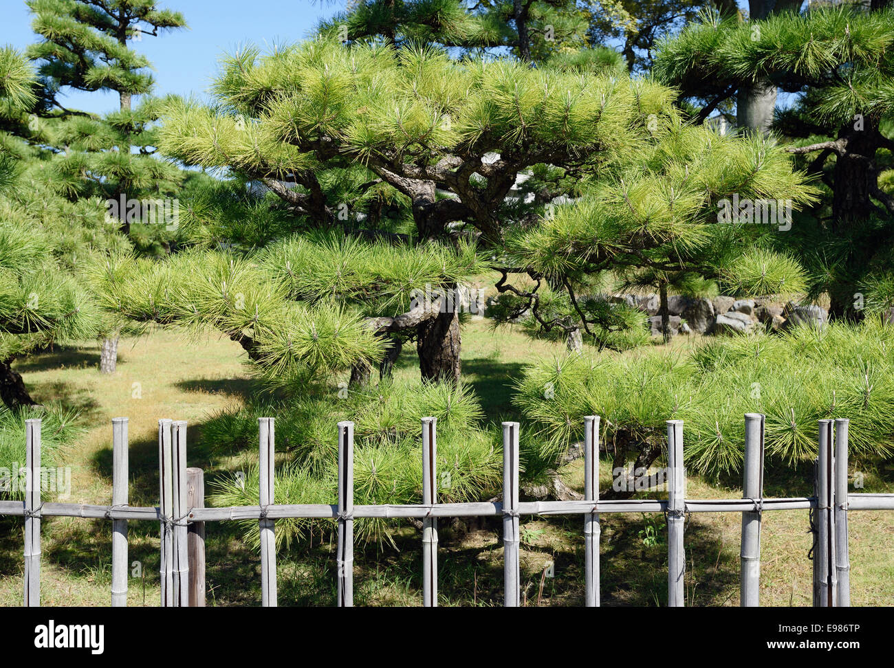 Japanese bonsai pine tree in Japanese garden Stock Photo - Alamy