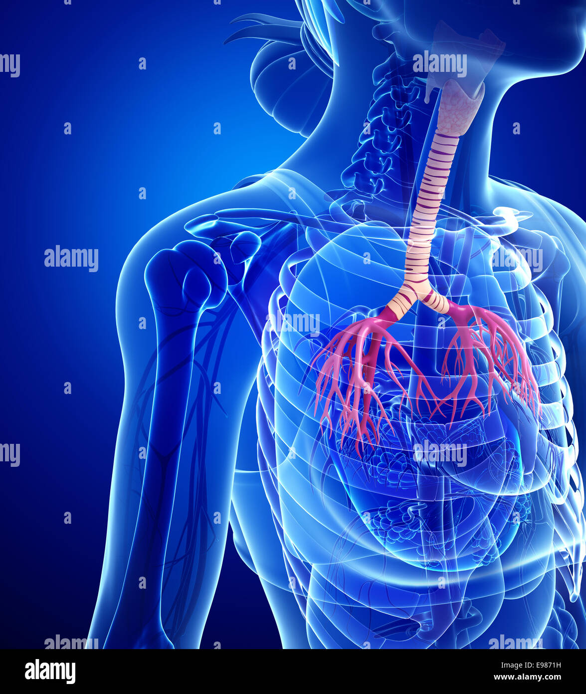 Illustration of Female throat anatomy Stock Photo - Alamy