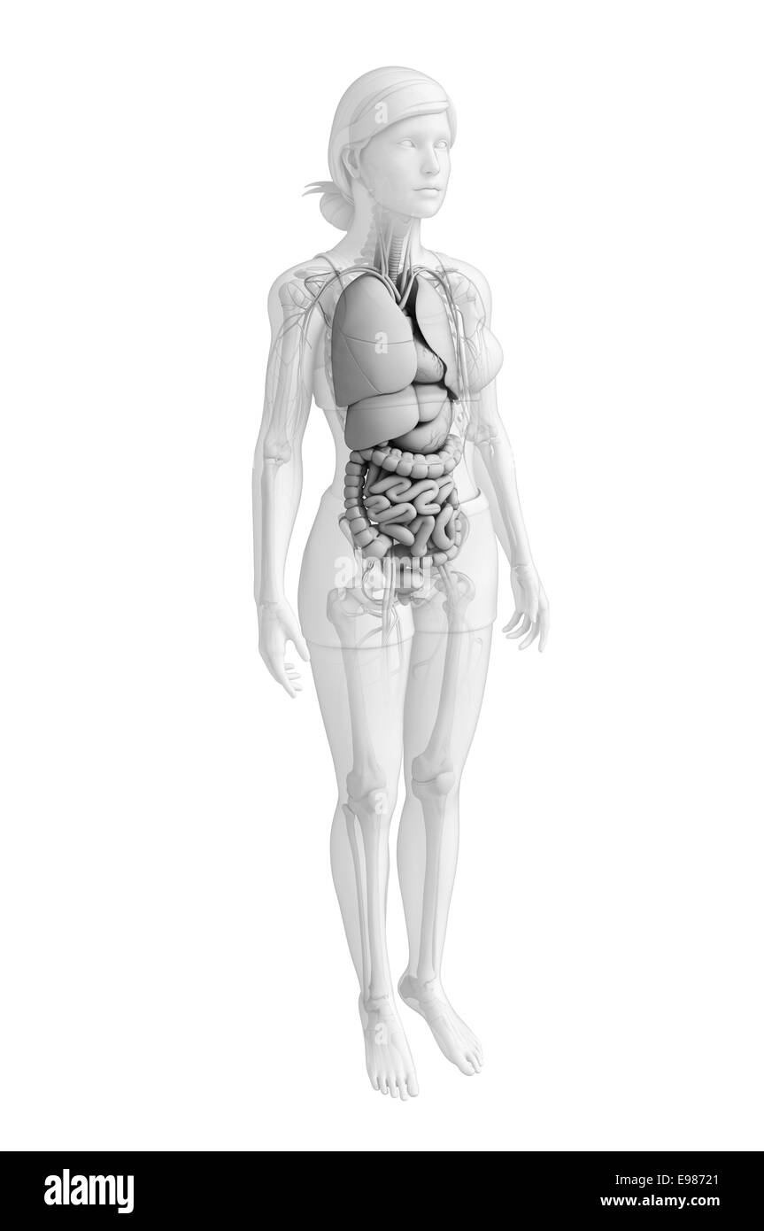 Illustration of female digestive system Stock Photo - Alamy