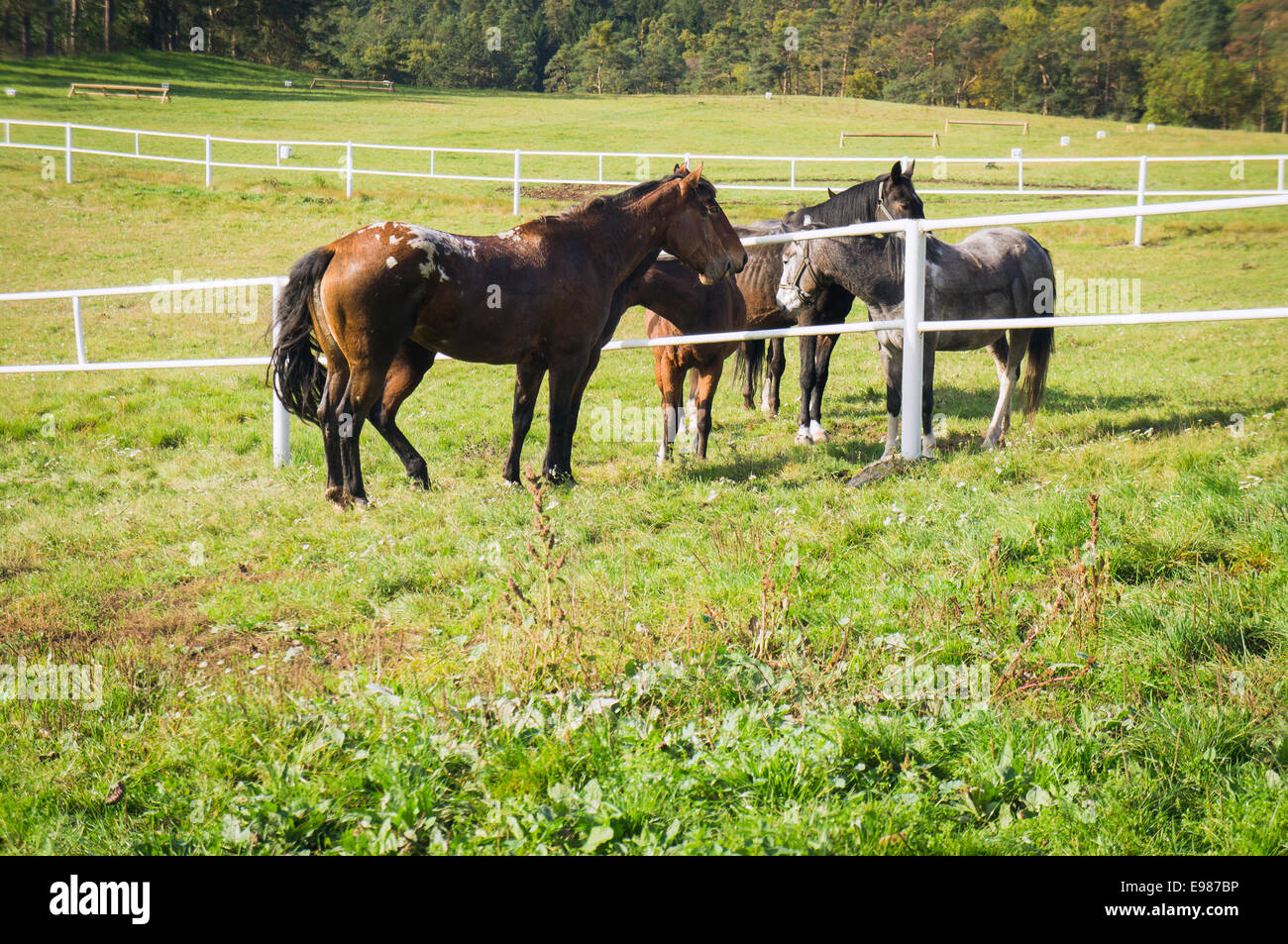 Coat pattern horse horses hi-res stock photography and images - Alamy