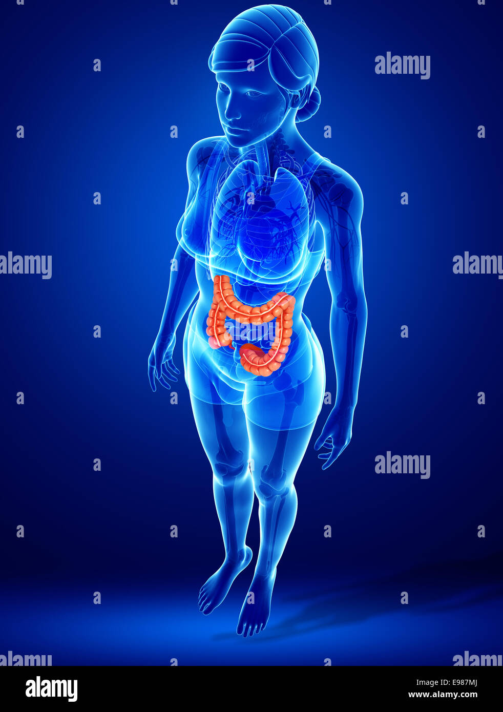 Illustration of Female large intestine anatomy Stock Photo - Alamy