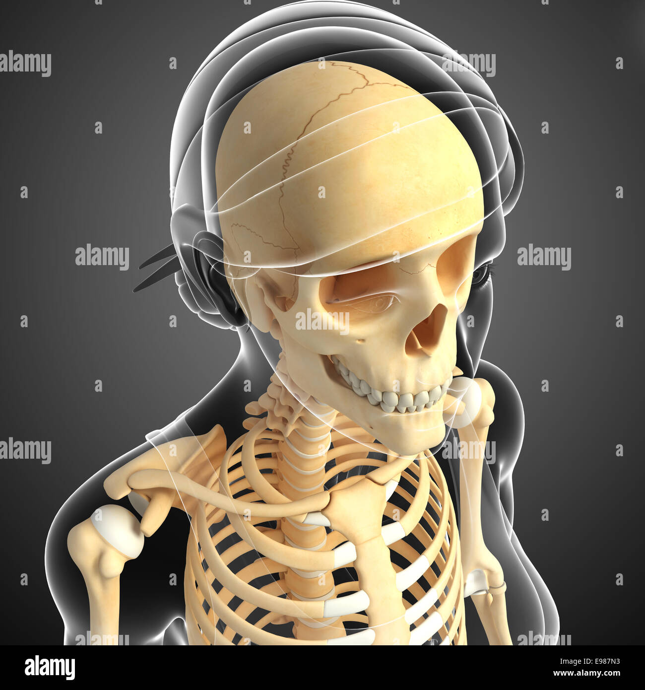 Illustration of human head skeleton Stock Photo - Alamy