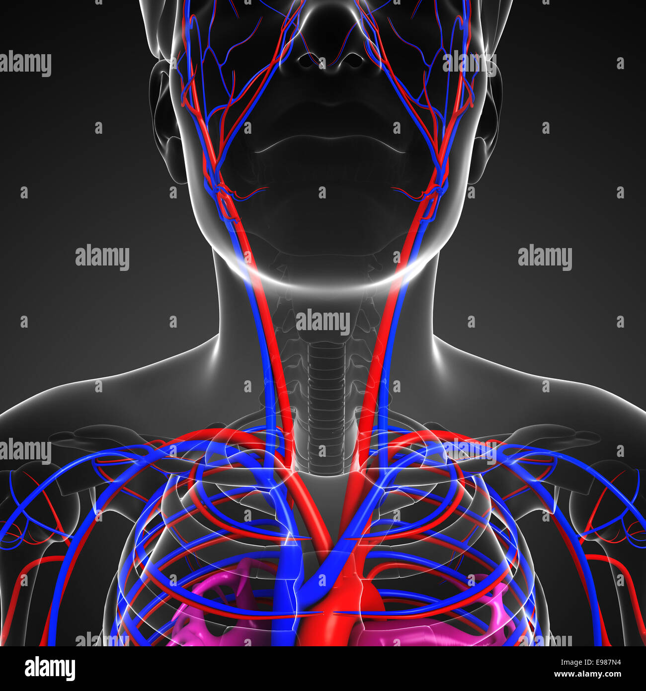 Illustration of Male neck circulatory system Stock Photo - Alamy