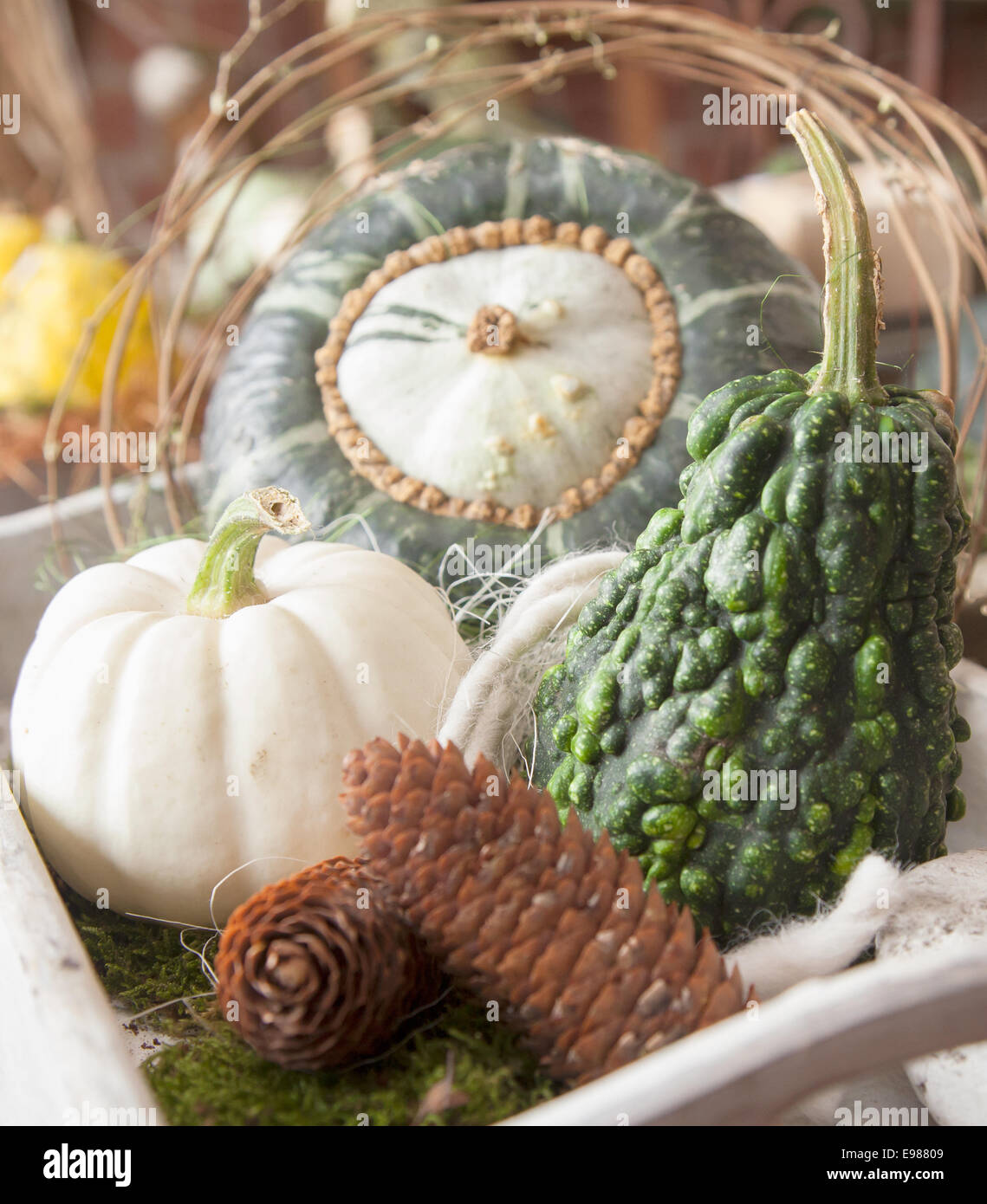 Assorted decorative gourds and some cones arrangement Stock Photo - Alamy