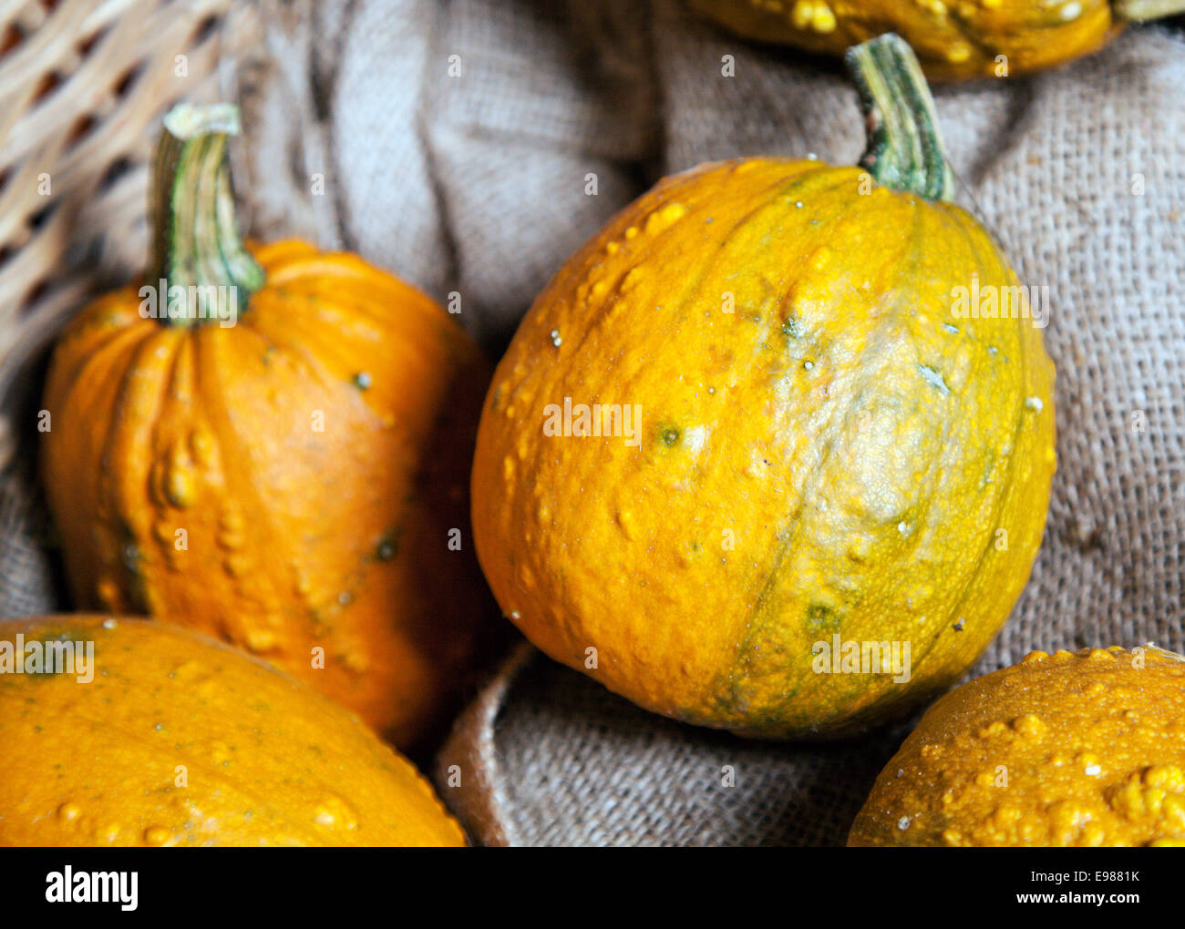 Some yellow Gourds in a crate as a close up Stock Photo - Alamy