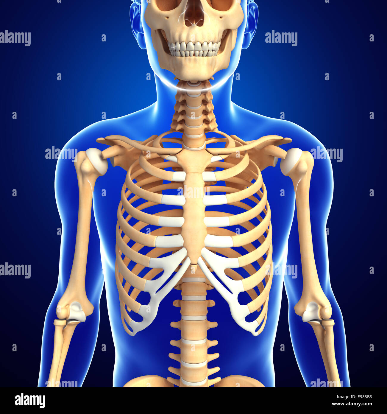 Illustration of human front view skeleton Stock Photo - Alamy