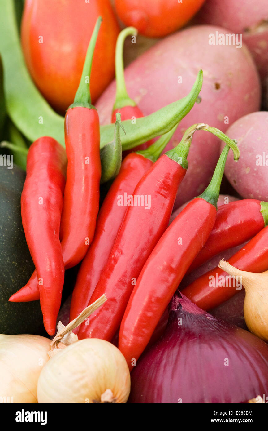 Capsicum annuum Goat Horn Chilli Pepper Stock Photo - Alamy