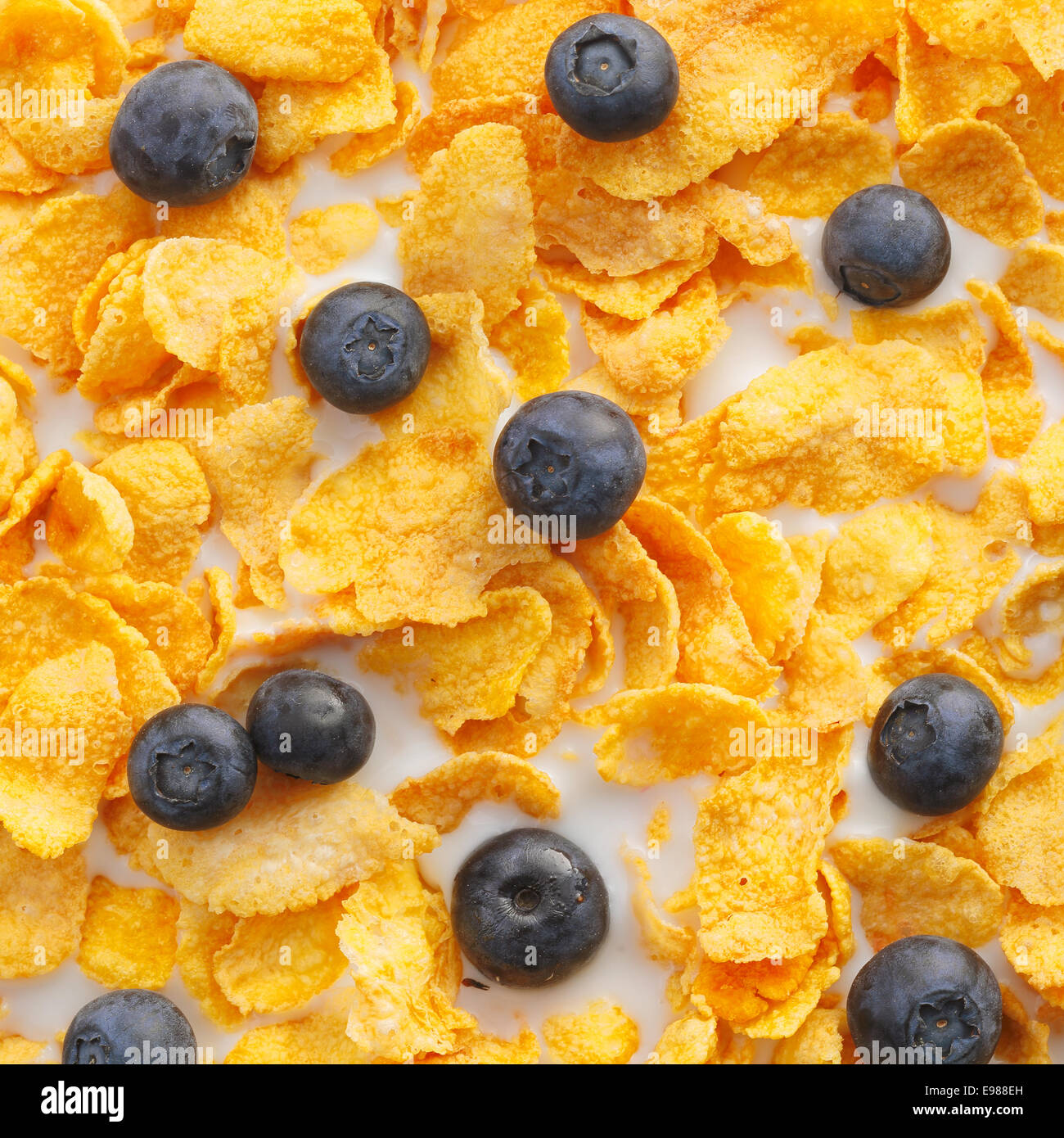 Close up of Black Currents and breakfast cereal floating in milk Stock ...