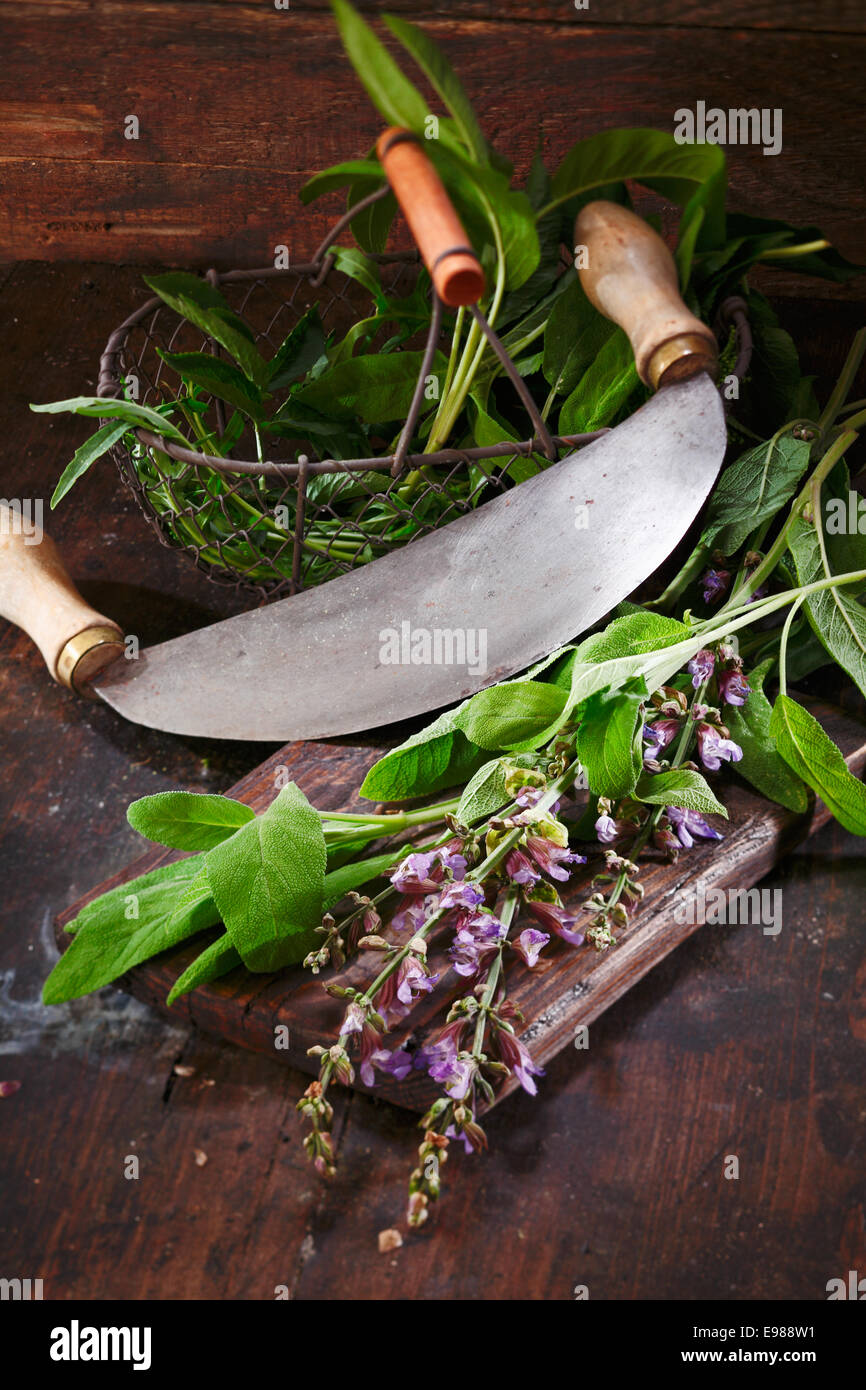 Preparation of sage for cooking with fresh leaves and flowers lying on ...