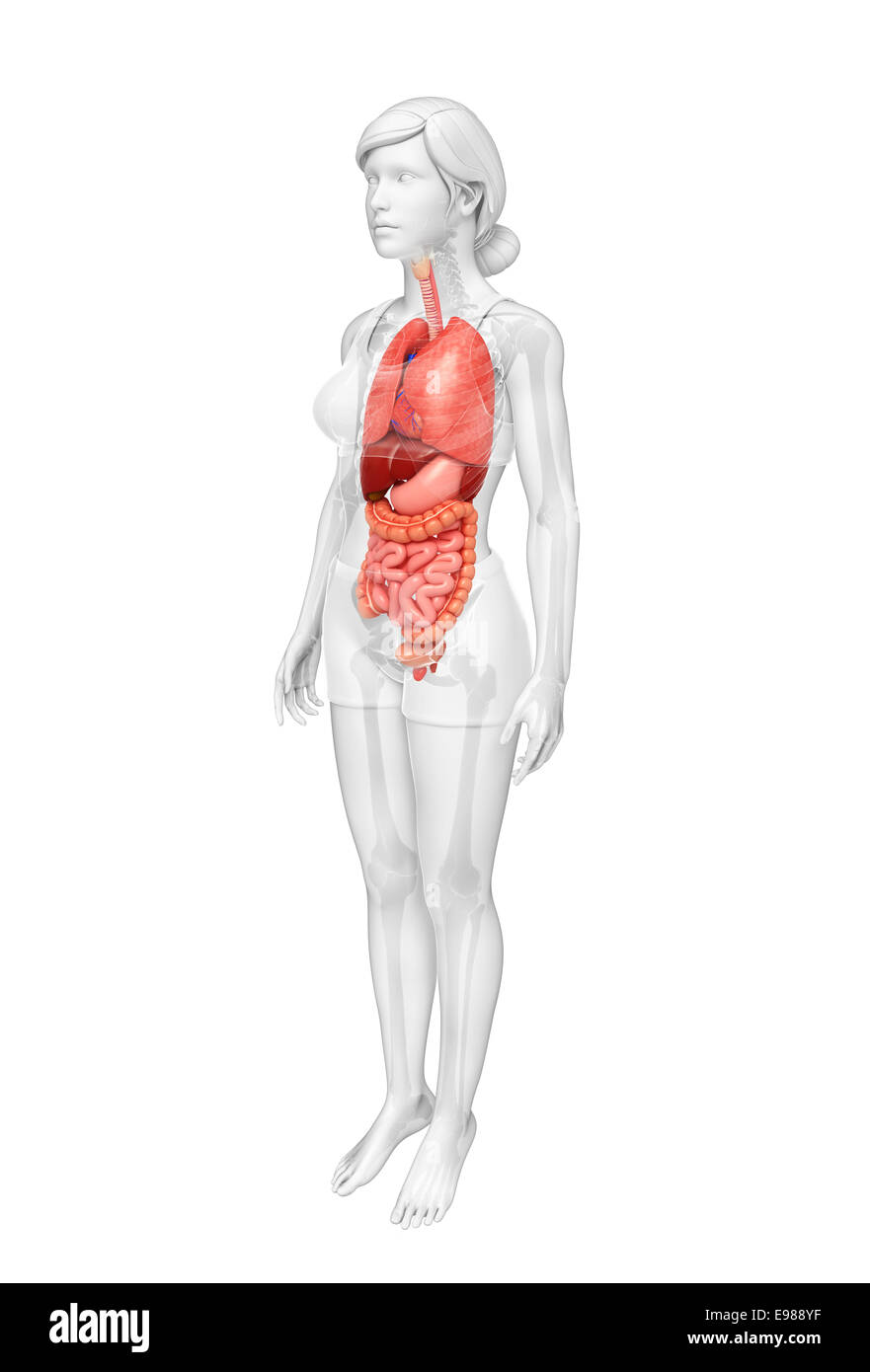 Illustration of female digestive system Stock Photo - Alamy