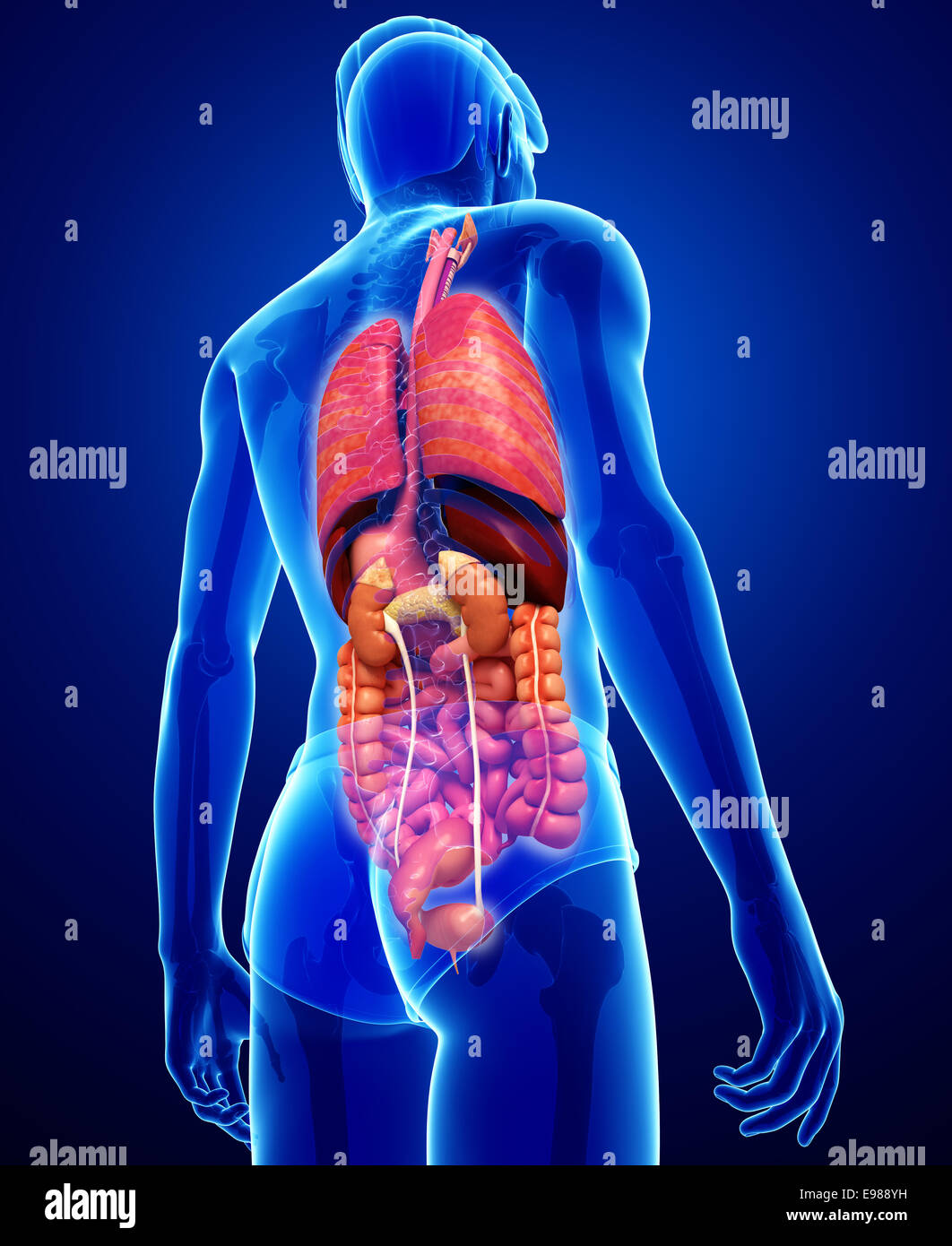 Illustration of male digestive system artwork Stock Photo - Alamy