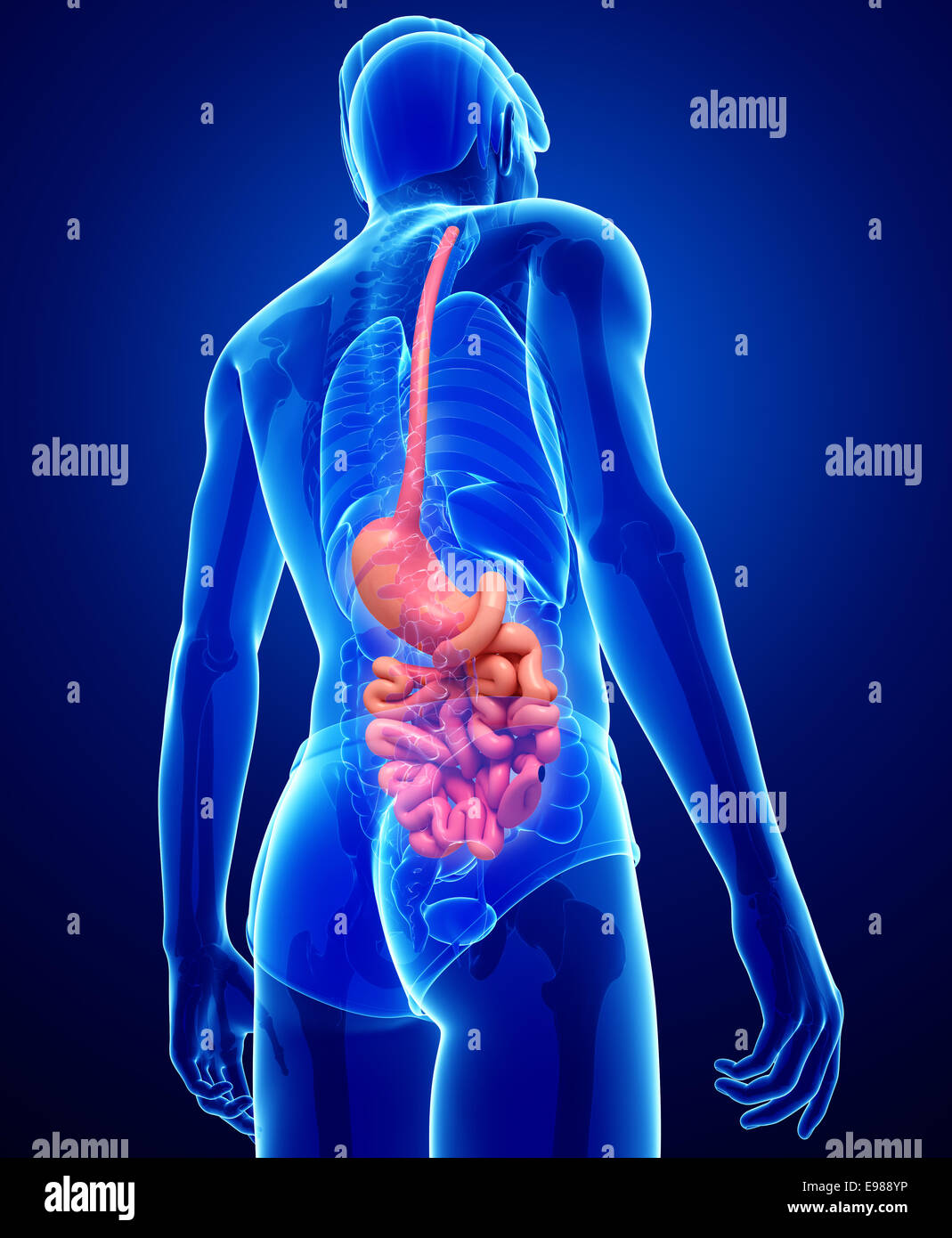 Illustration of male small intestine anatomy Stock Photo - Alamy