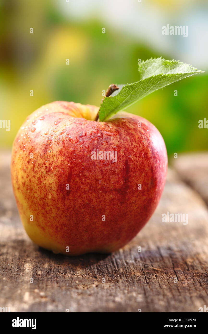 Ripe red apple with water droplets and a single green leaf on an old ...