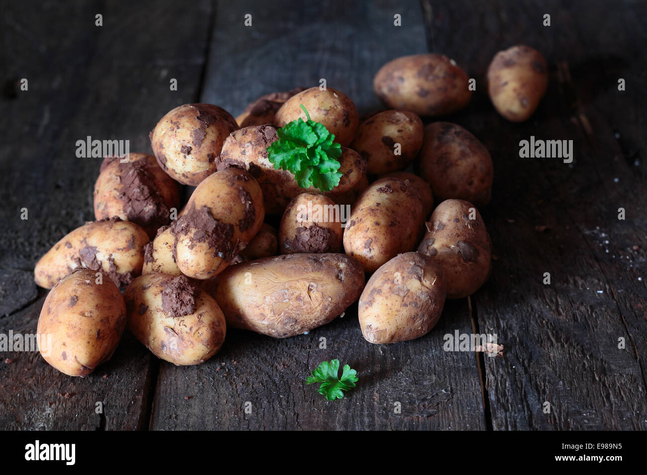 Overhead view of a pile of earthy fresh whole farm potatoes on dark ...