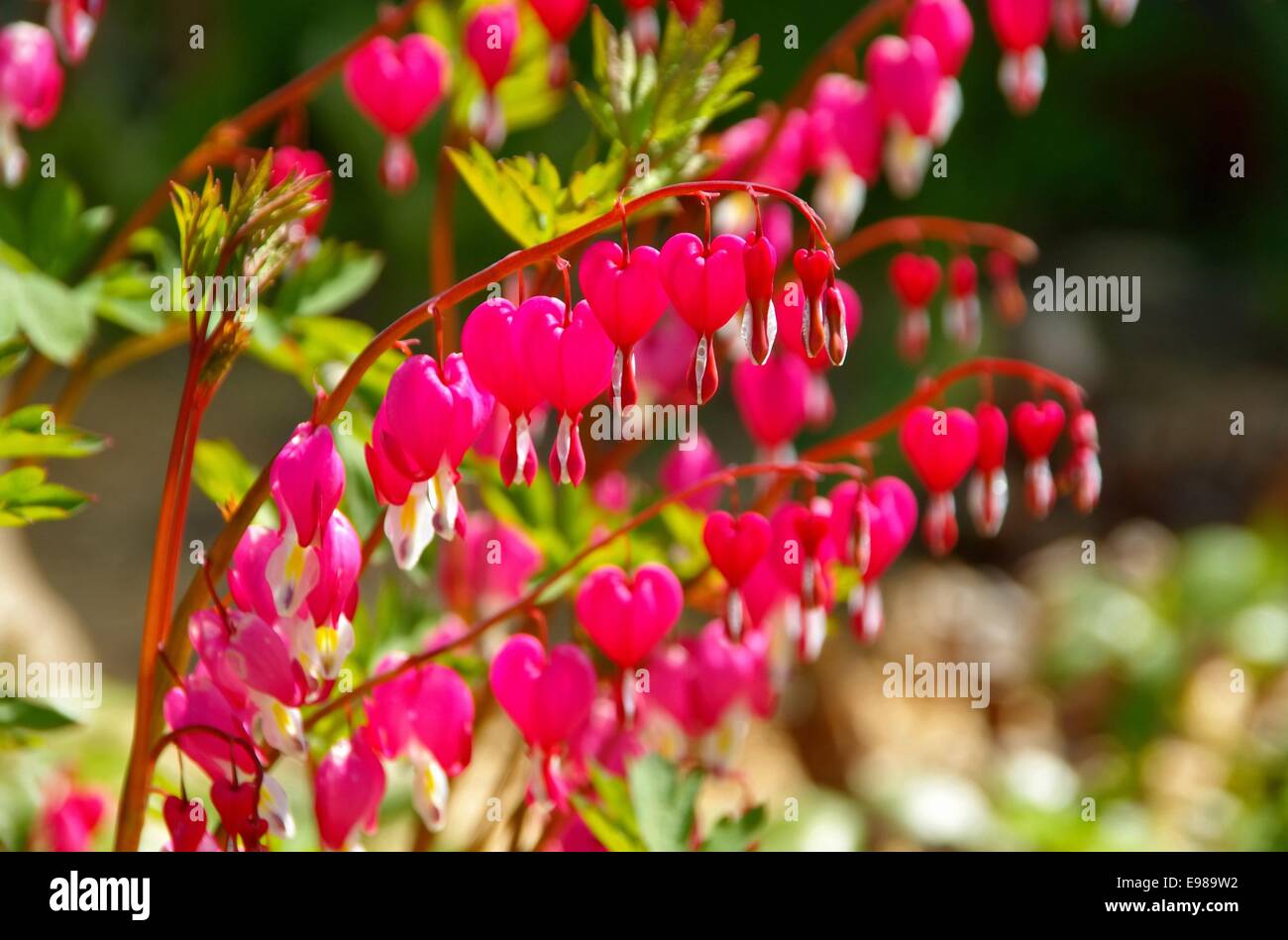 Bleeding heart hi-res stock photography and images - Alamy