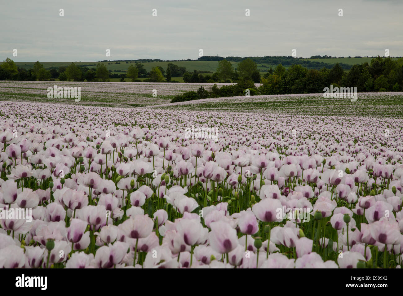 Pink Poppy Fields Stock Photo - Alamy