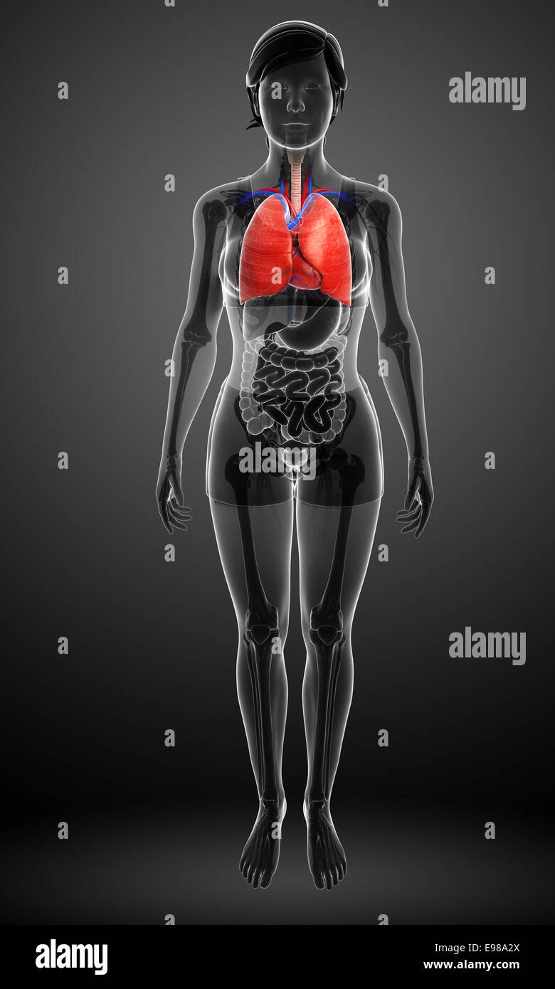 Illustration of female lungs anatomy Stock Photo - Alamy