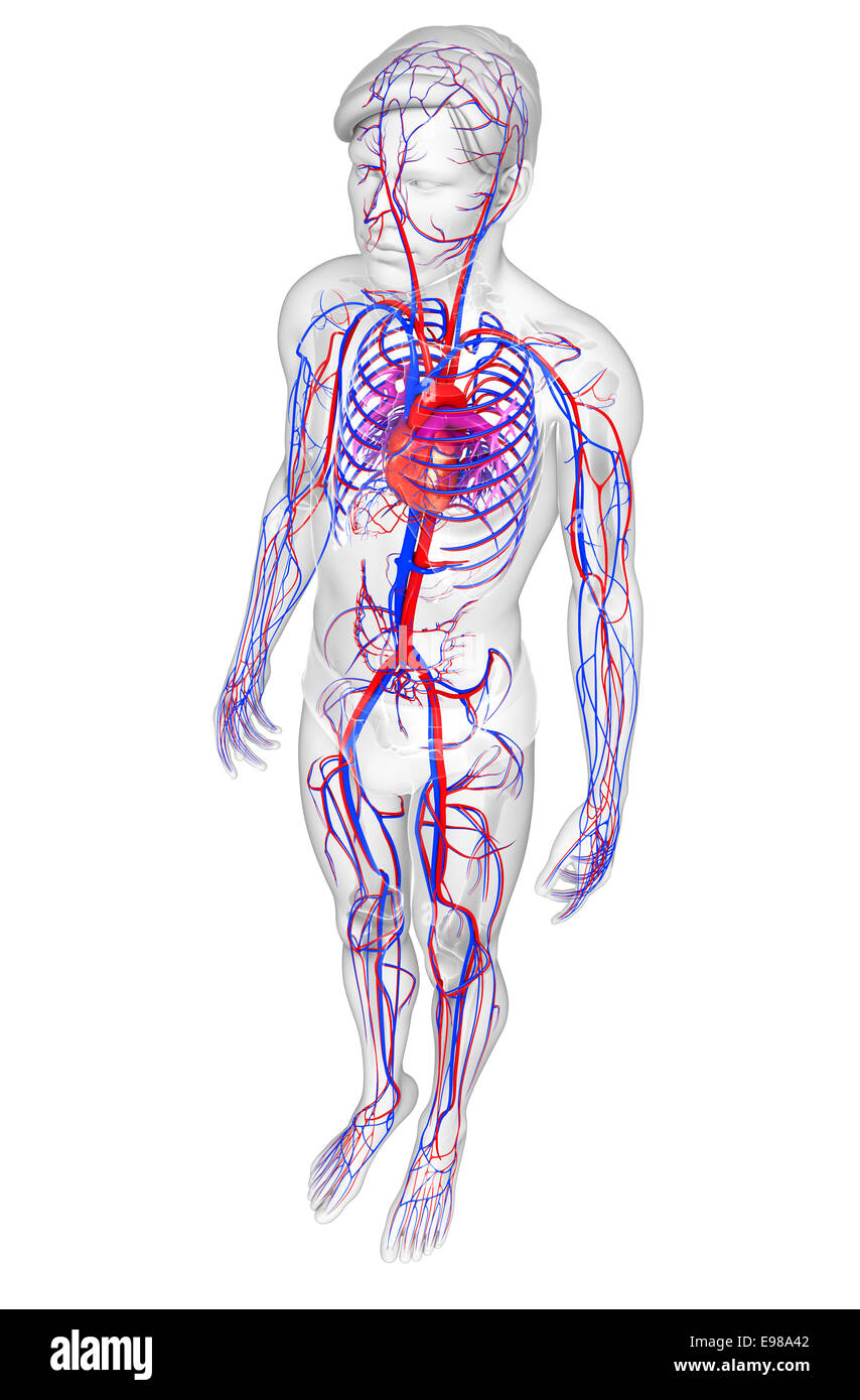 Illustration of Male circulatory system Stock Photo - Alamy
