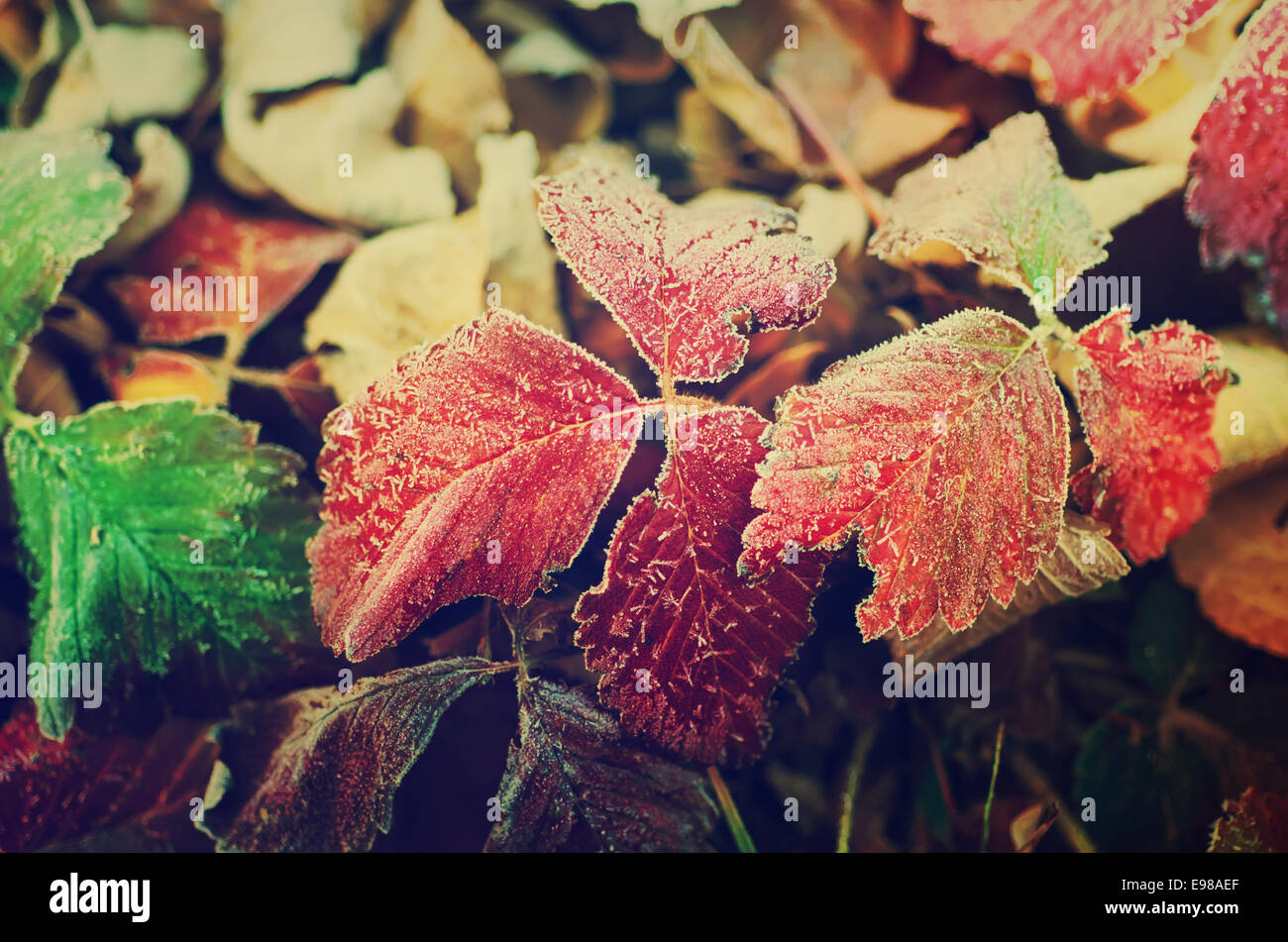 Frozen autumn leaves Stock Photo - Alamy