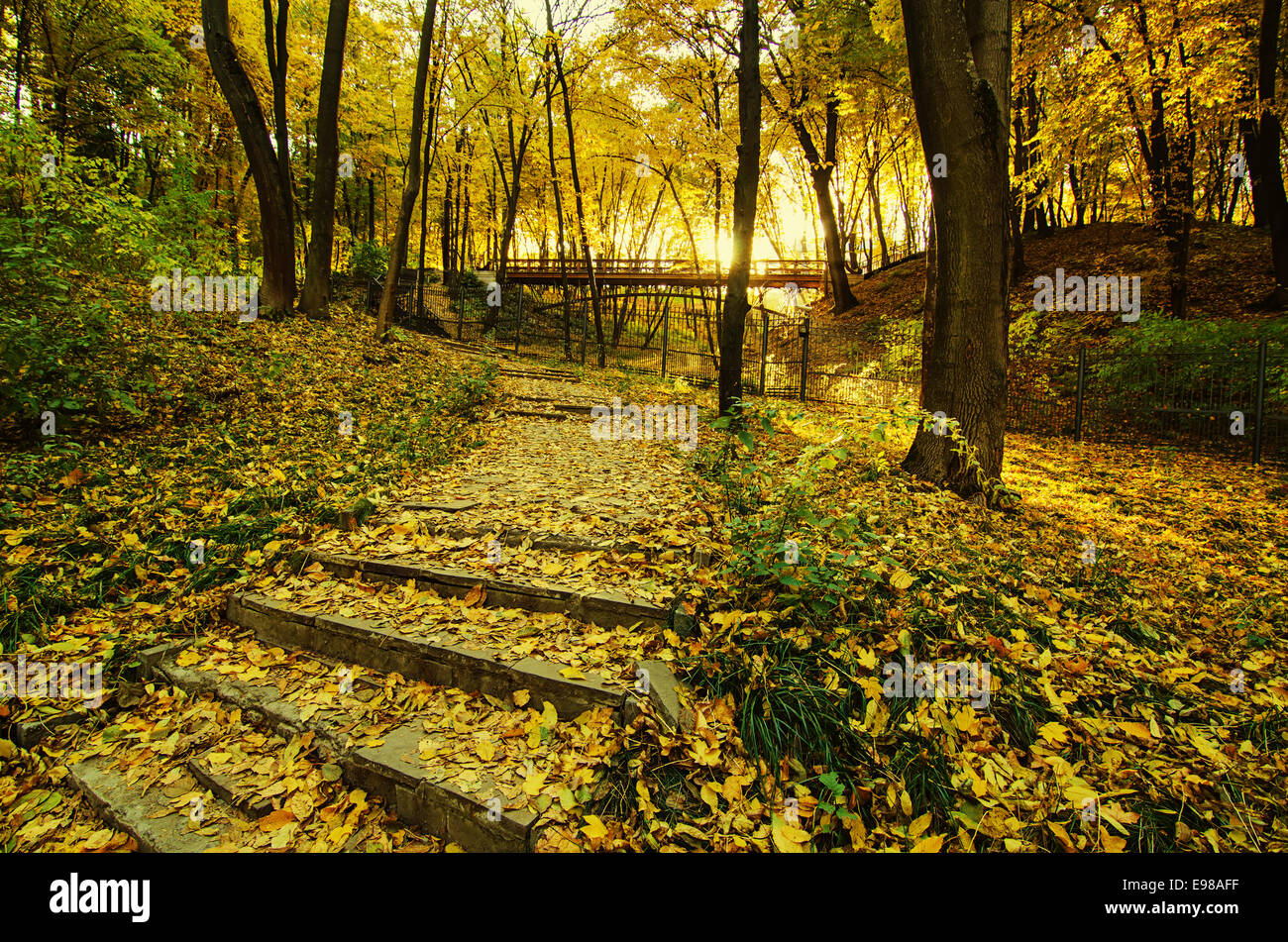 Autumn sunny park Stock Photo - Alamy
