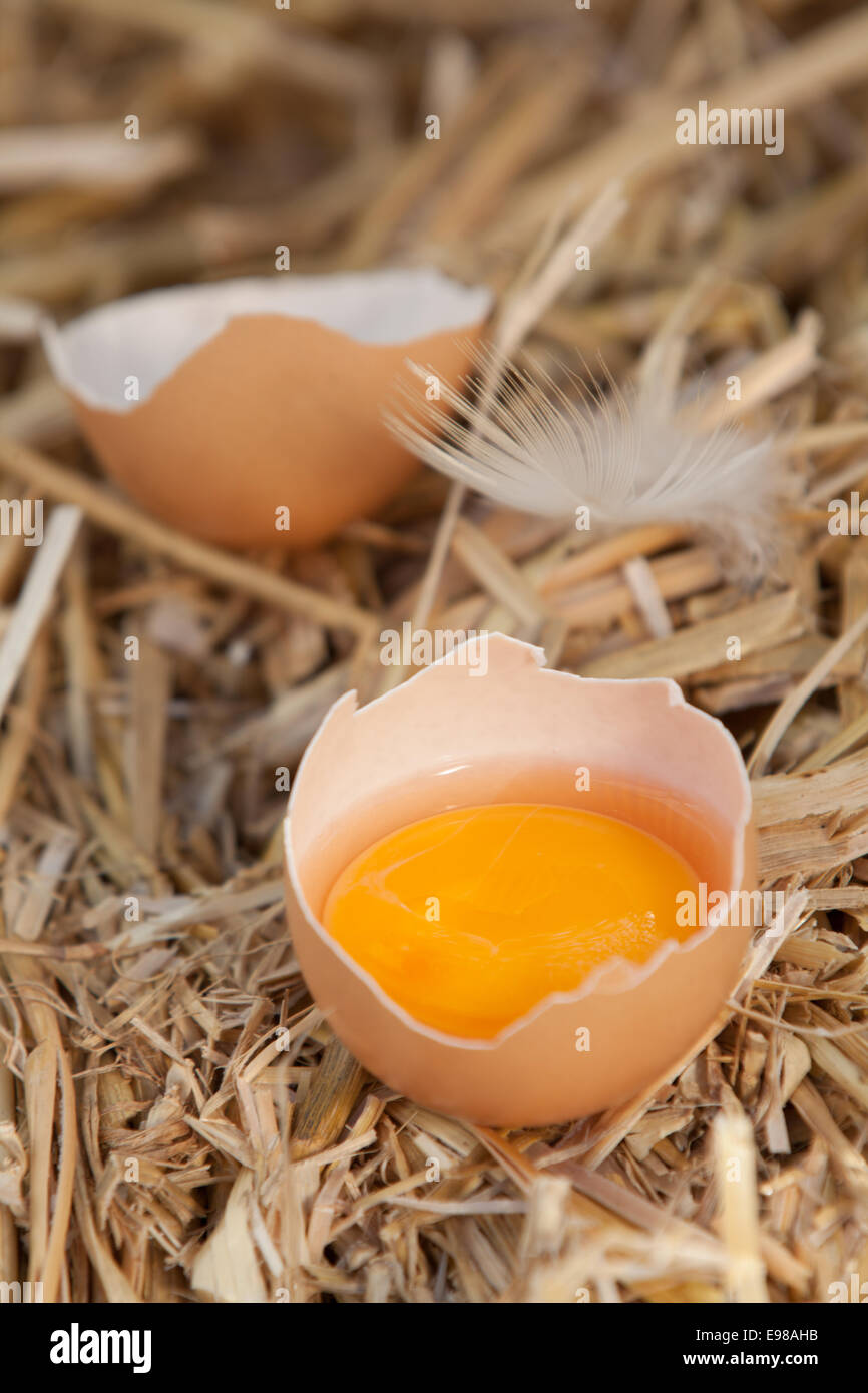 Bright colourful yellow egg yolk in a broken eggshell standing in a bed ...