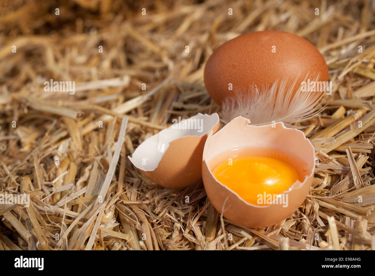Colourful yellow yolk in a broken eggshell with a whole egg and feather ...