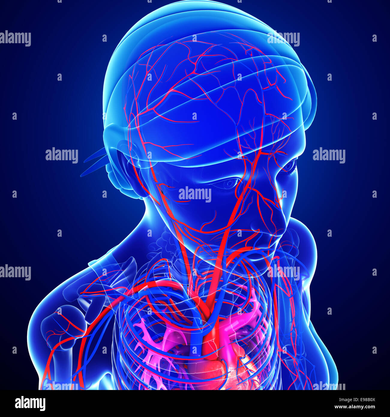 Circulatory system head hi-res stock photography and images - Alamy