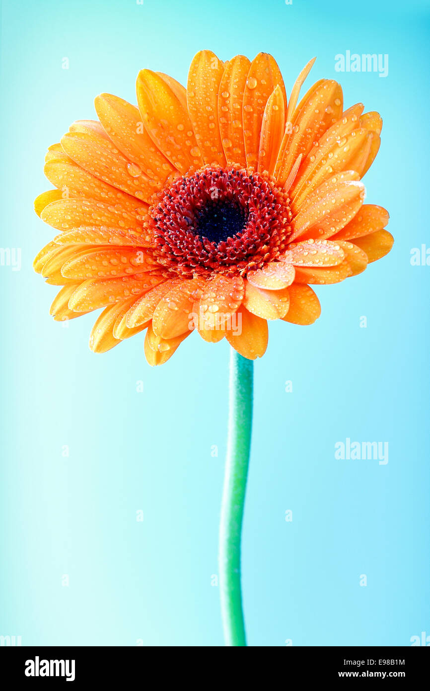 Photo of single daisy flower hi-res stock photography and images - Alamy