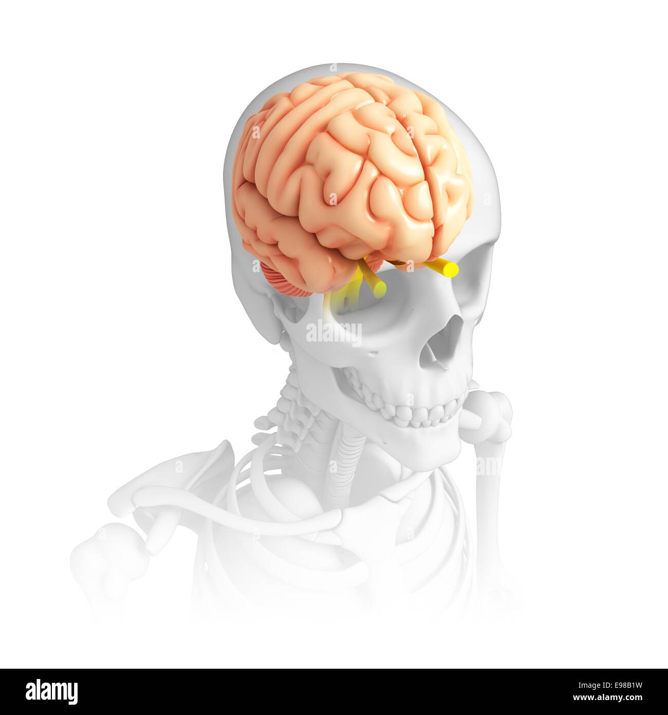 Illustration of human brain anatomy Stock Photo - Alamy