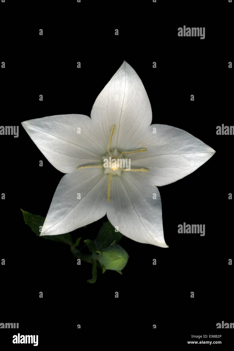 Japanese bellflower hi-res stock photography and images - Alamy